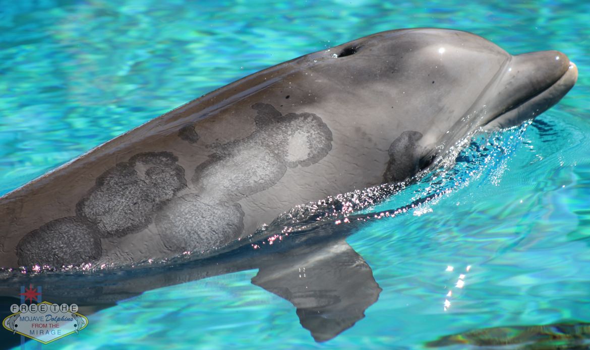 Dolphin Pox Virus Disappearing After 4+ Years – #MojaveDolphins