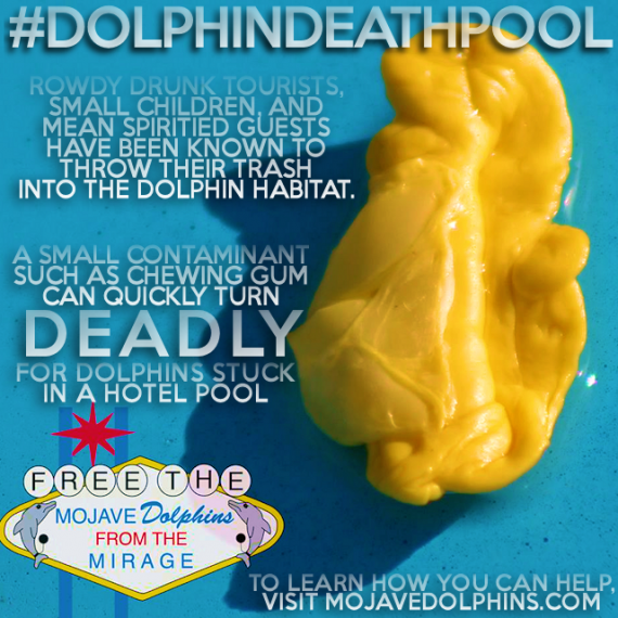 GUM – #MojaveDolphins