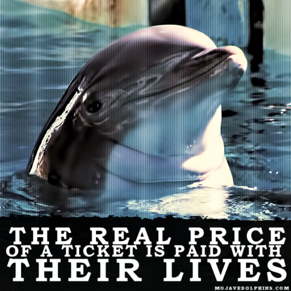 LIVES – #MojaveDolphins