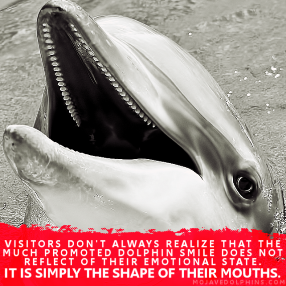 SMILE – #MojaveDolphins